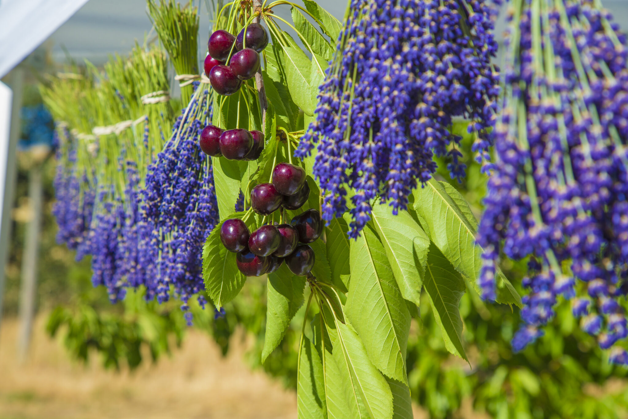 Organic U-Pick - Analemma Wines
